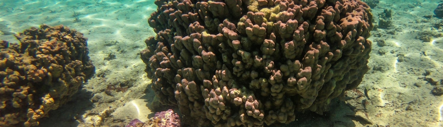 Tahiti Flotilla - October 2026 - NauticEd Sailing Blog